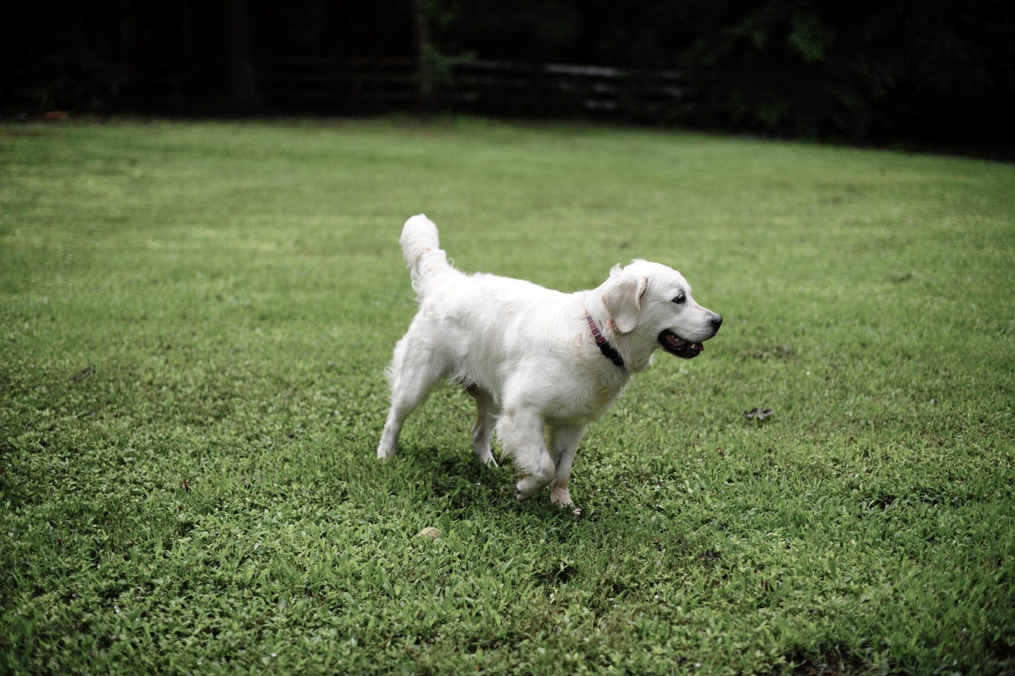 Photo Gallery – Carolina Cream Pups