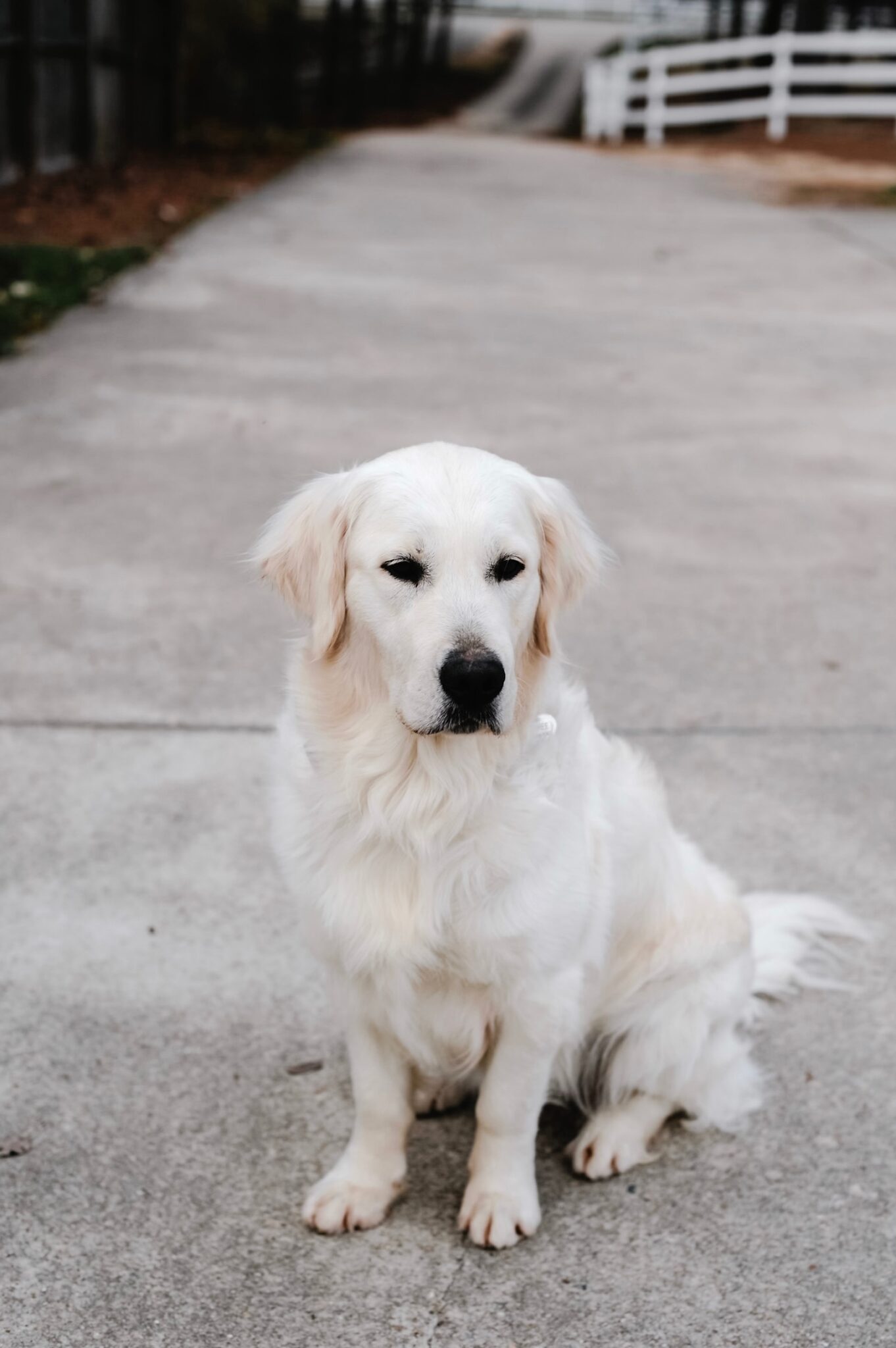 Photo Gallery – Carolina Cream Pups