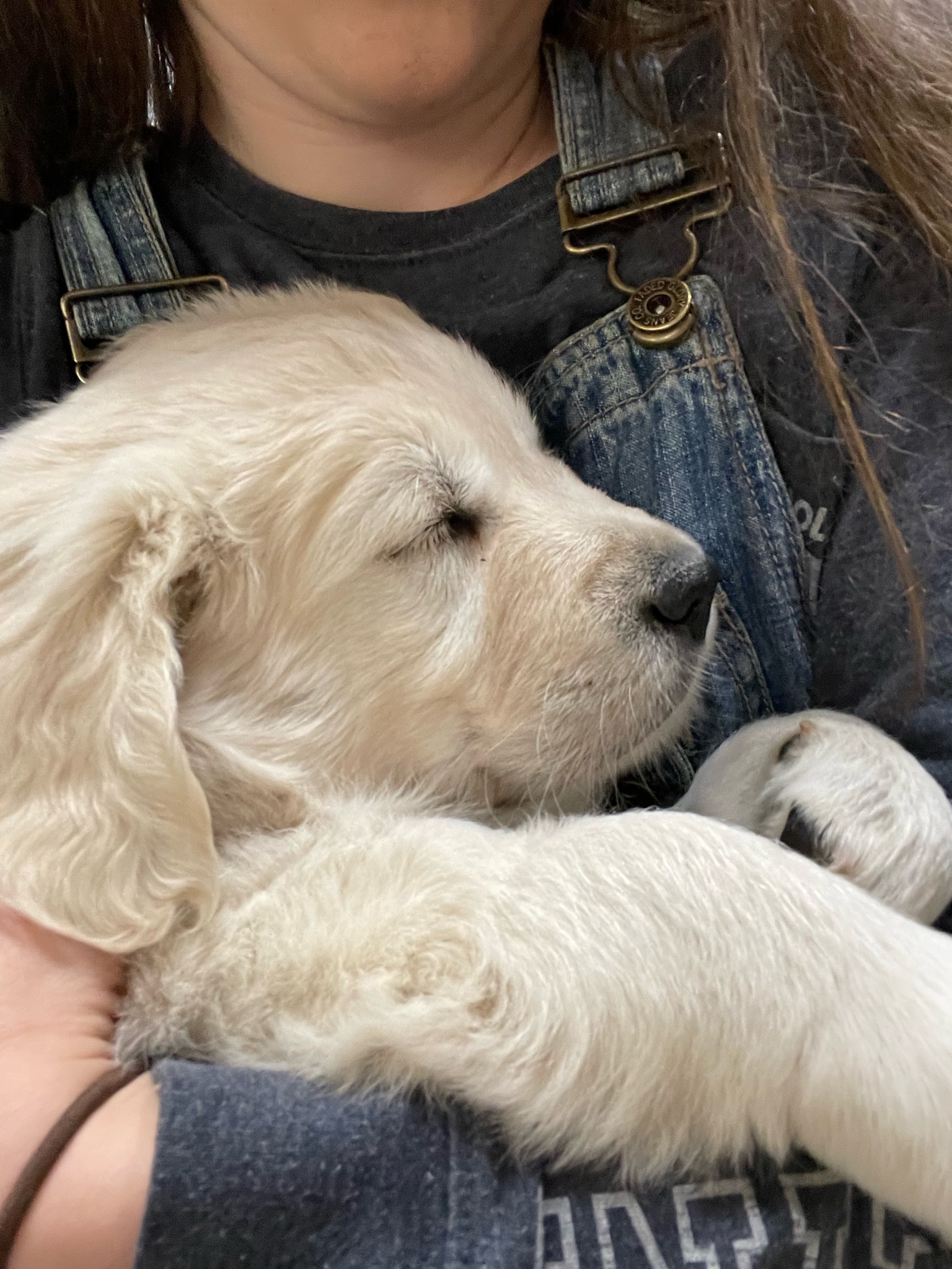 Photo Gallery – Carolina Cream Pups