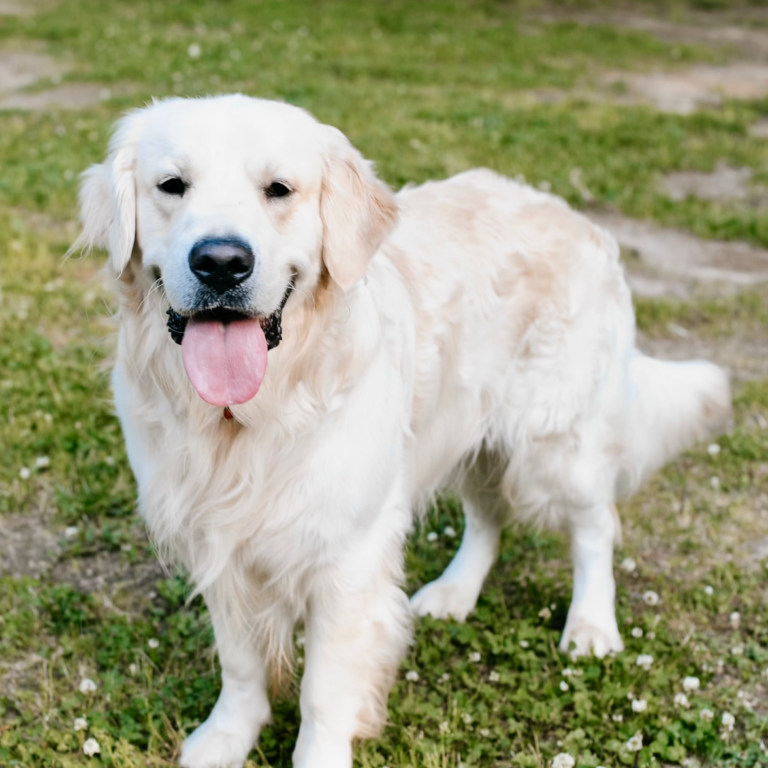 Meet the Parents – Carolina Cream Pups