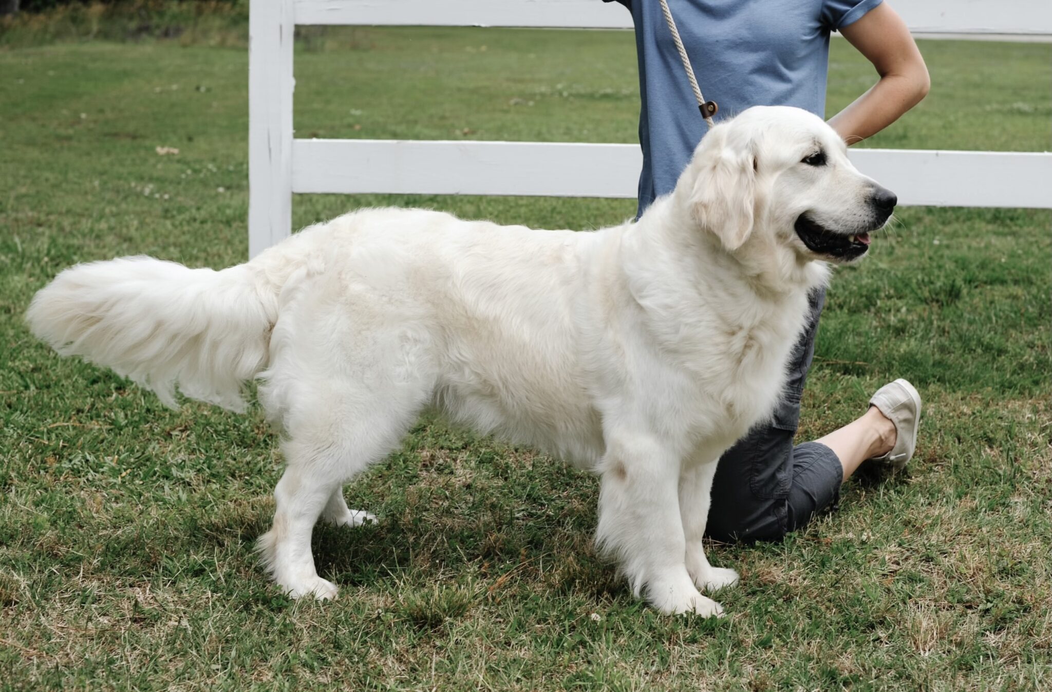 Photo Gallery – Carolina Cream Pups