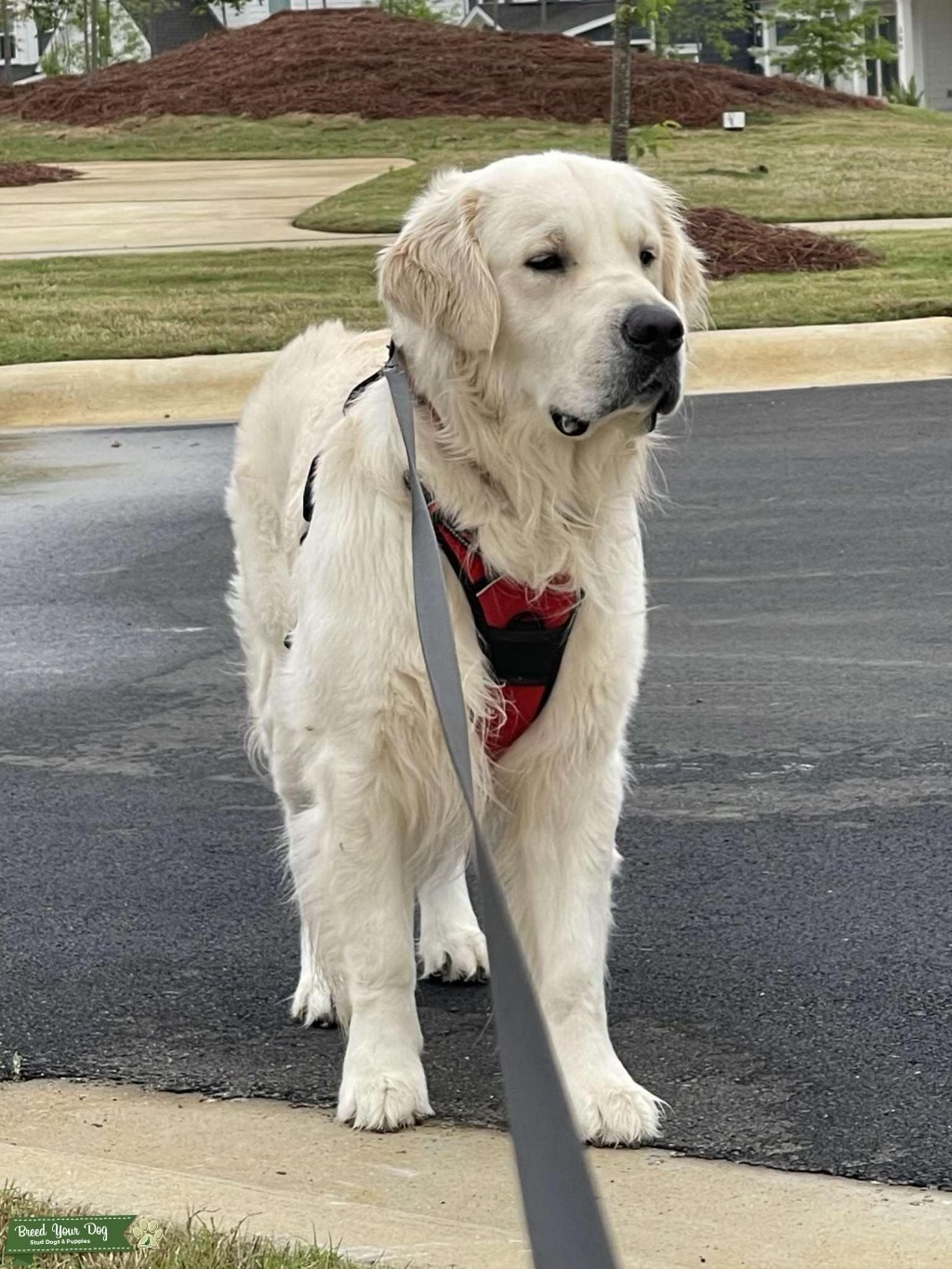 Photo Gallery – Carolina Cream Pups