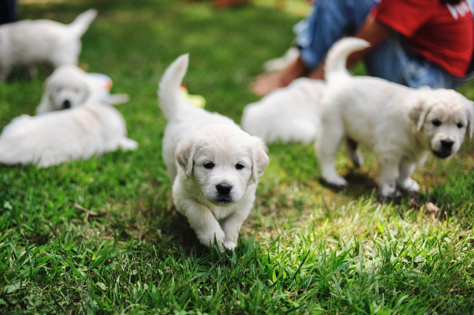 Reserve a Puppy – Carolina Cream Pups