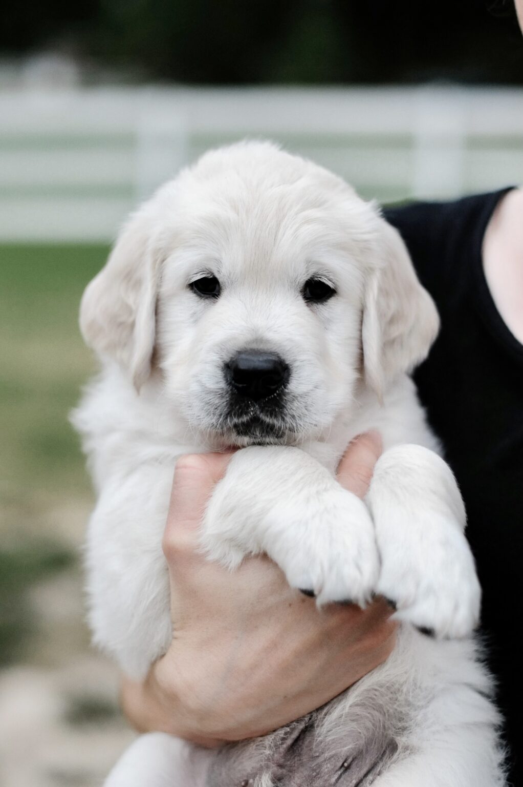 Reserve a Puppy – Carolina Cream Pups