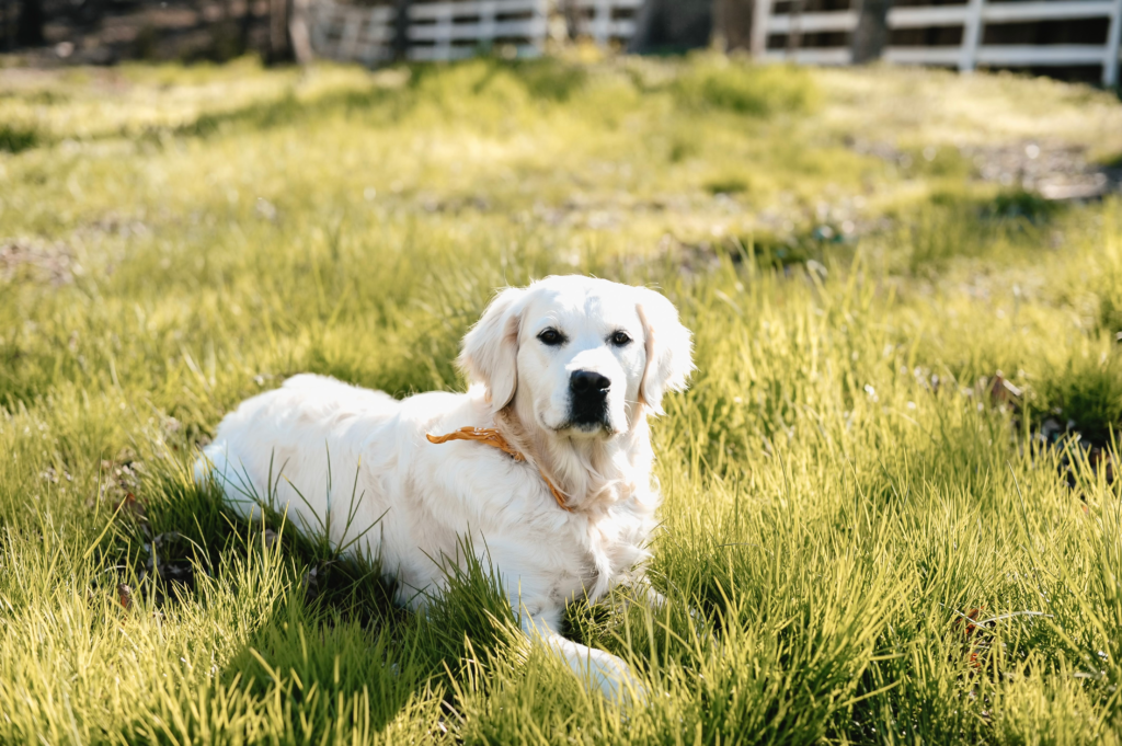 Reserve a Puppy – Carolina Cream Pups