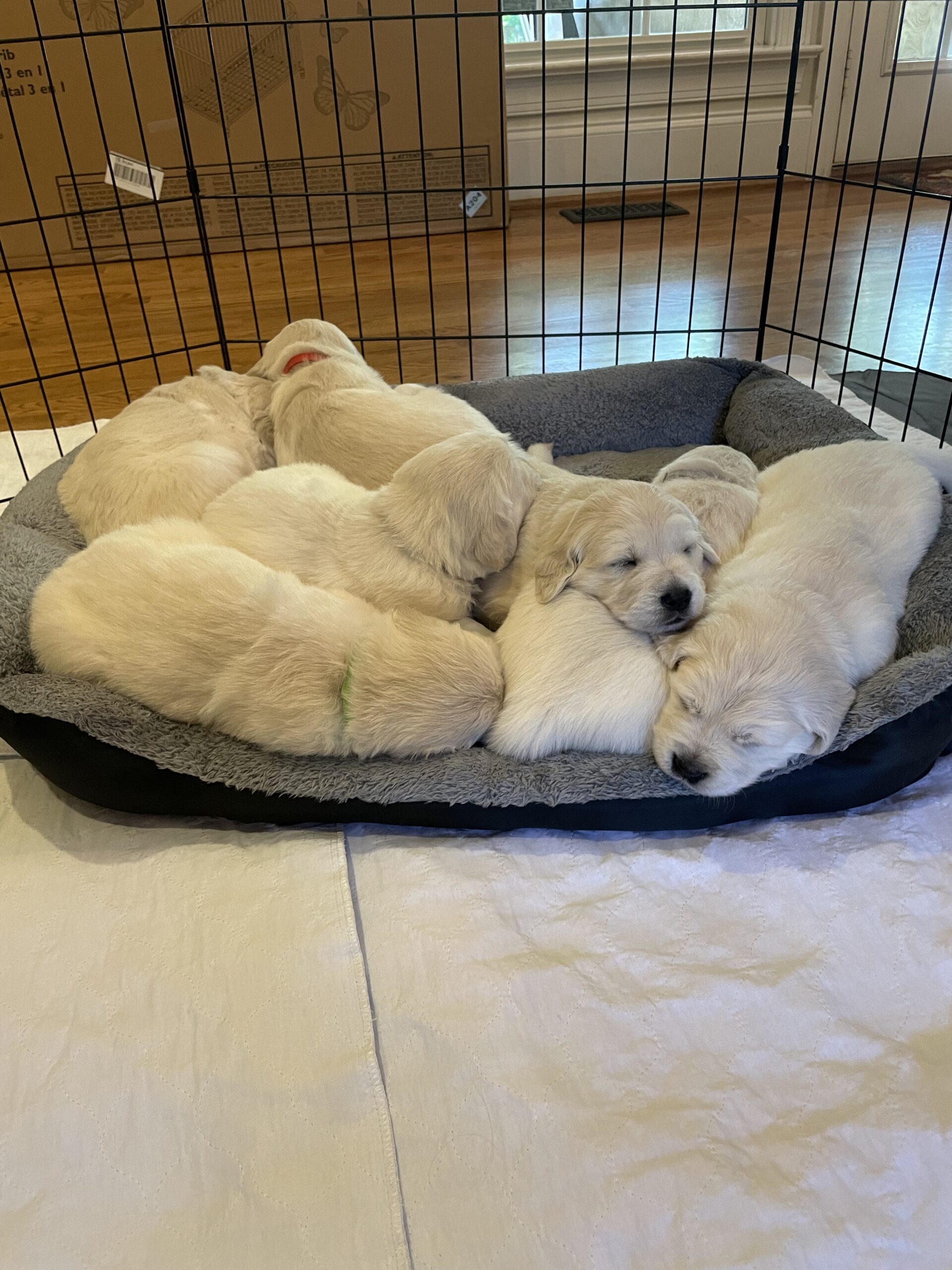 Photo Gallery – Carolina Cream Pups