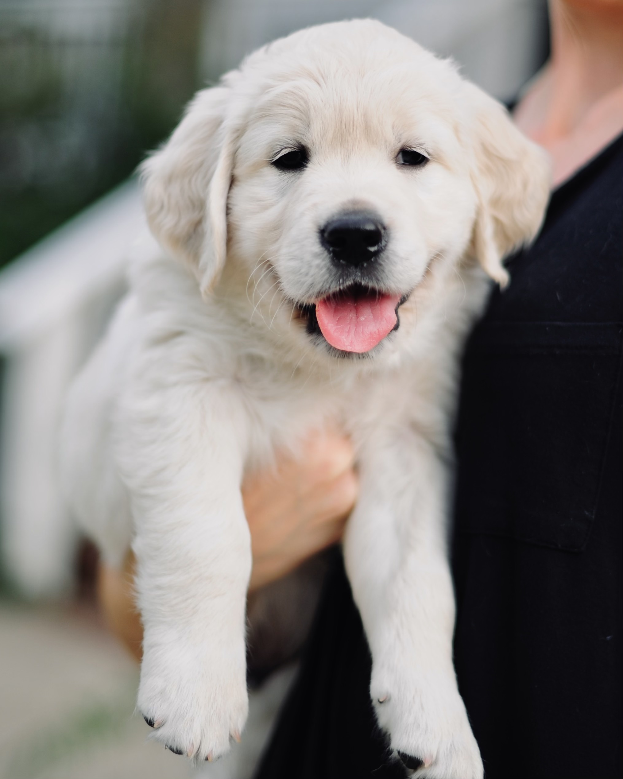 Reserve a Puppy – Carolina Cream Pups