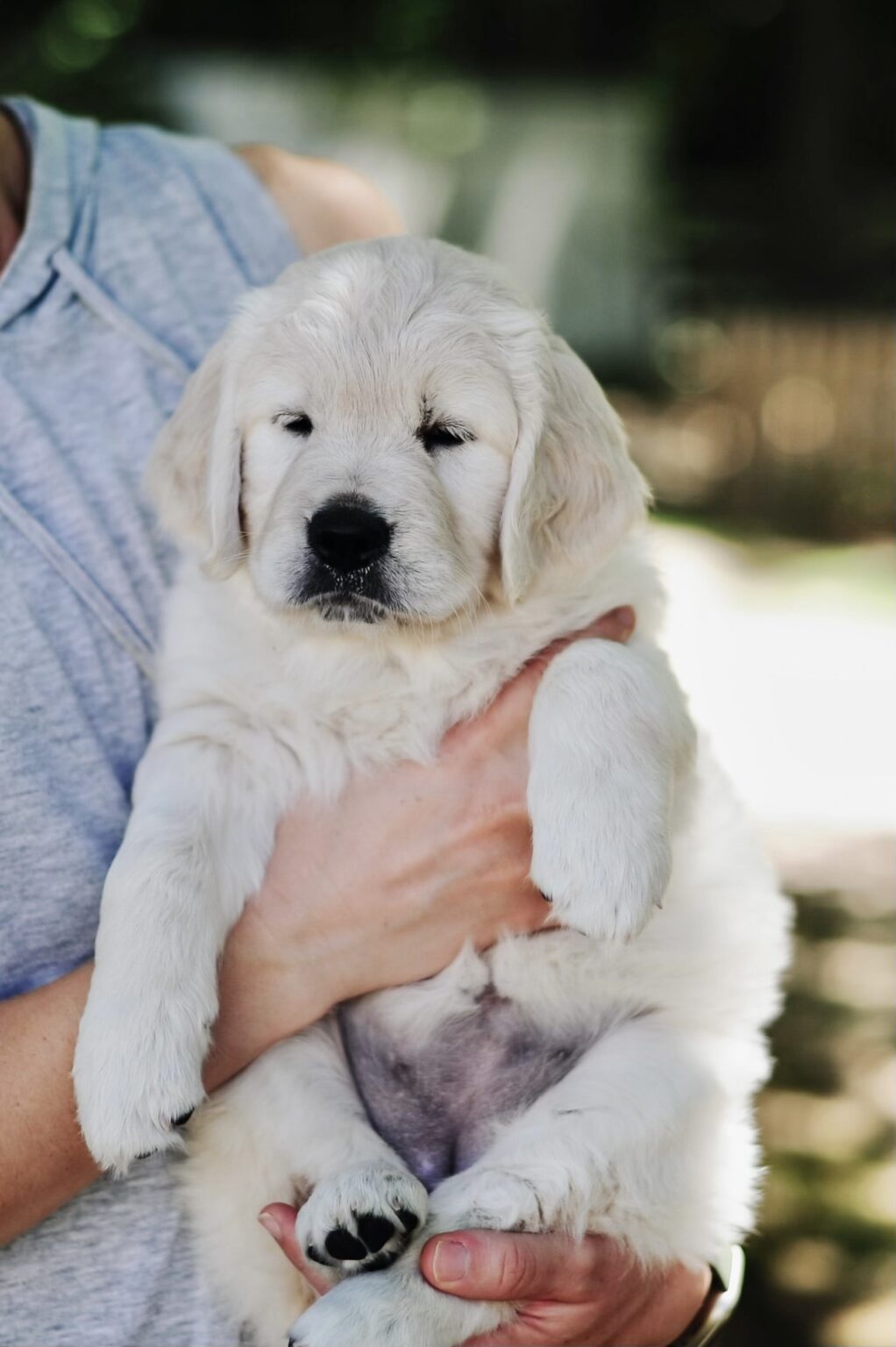 Reserve a Puppy – Carolina Cream Pups