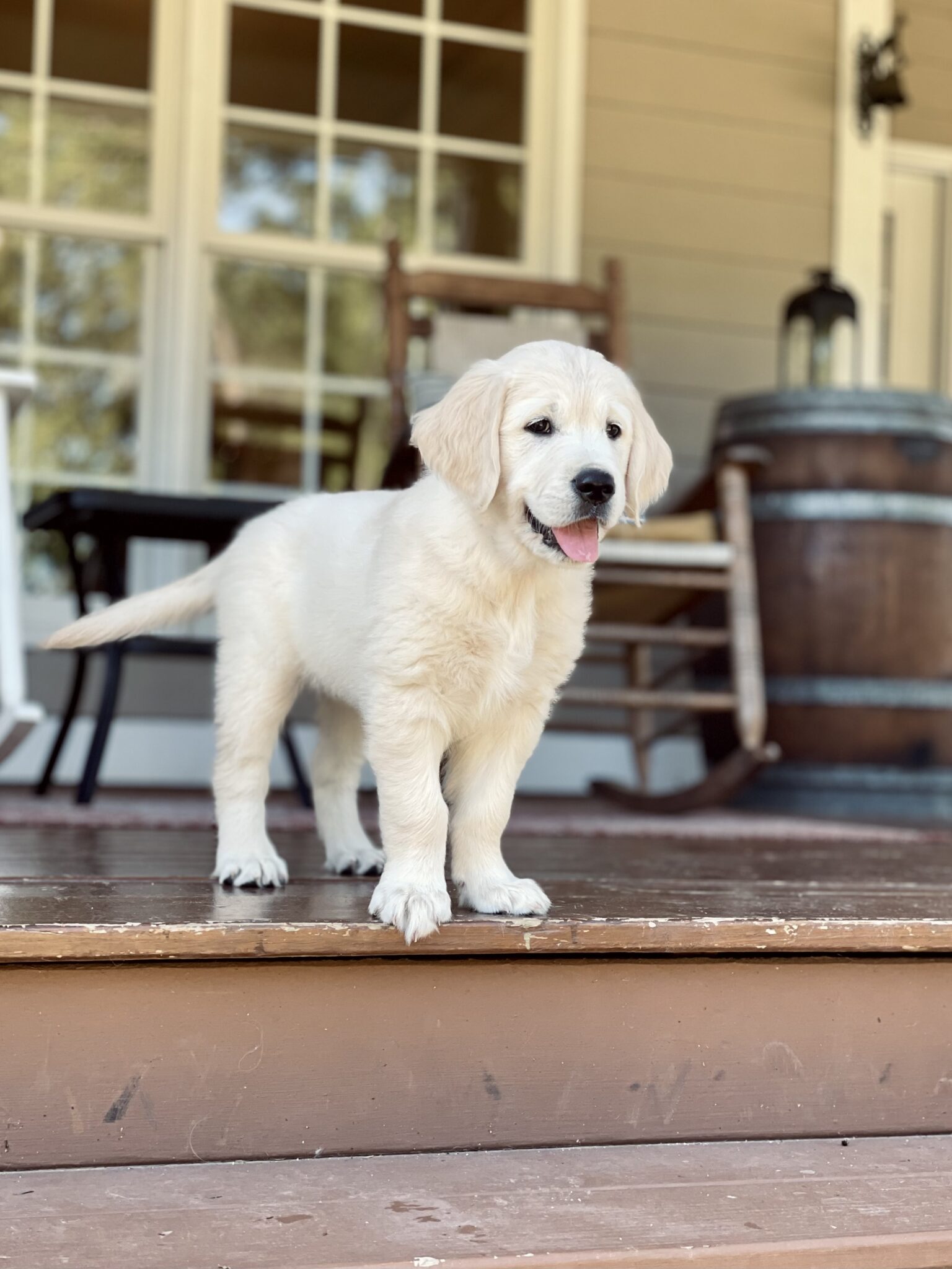 Reserve a Puppy – Carolina Cream Pups